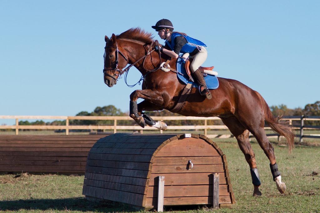 Cross-country horse riding for beginners: How to get into the sport