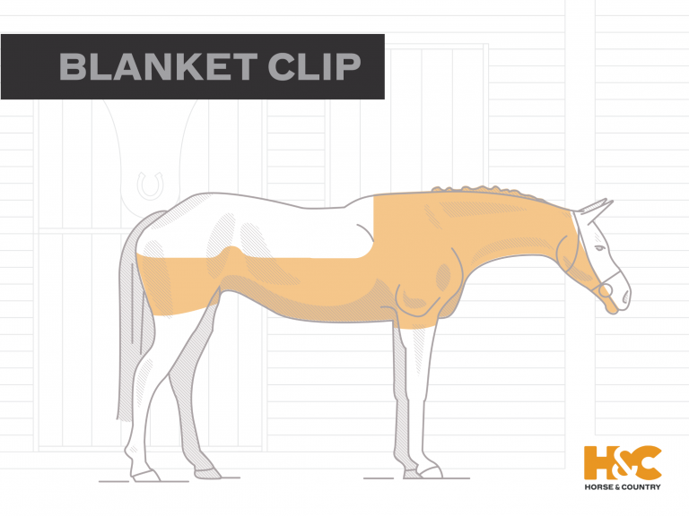 Horse Clipping Guide: Types of Clip & How to Use Them