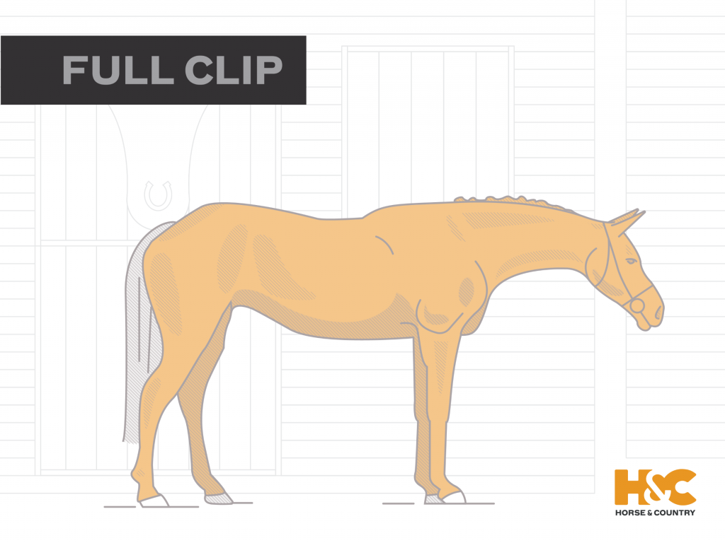 Horse Clipping Guide: Types of Clip & How to Use Them