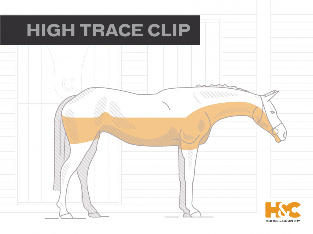 Horse Clipping Guide: Types of Clip & How to Use Them