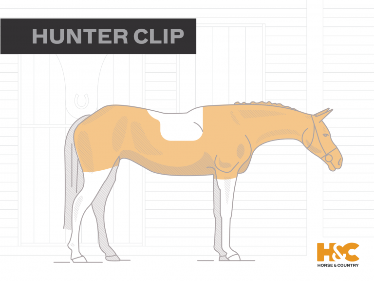 Horse Clipping Guide: Types of Clip & How to Use Them