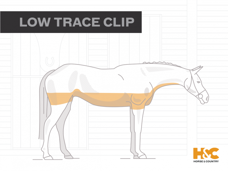 Horse Clipping Guide: Types of Clip & How to Use Them