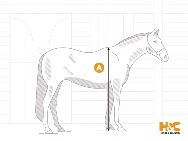 Horse Height & Weight: A Guide