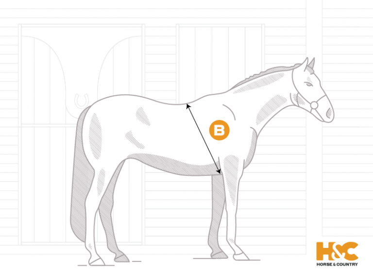 Horse Height & Weight: A Guide