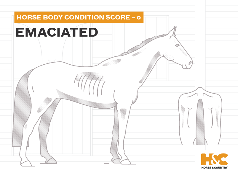 Horse Body Condition Scoring: What is it & how does it work?