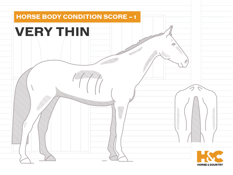 Horse Body Condition Scoring: What is it & how does it work?