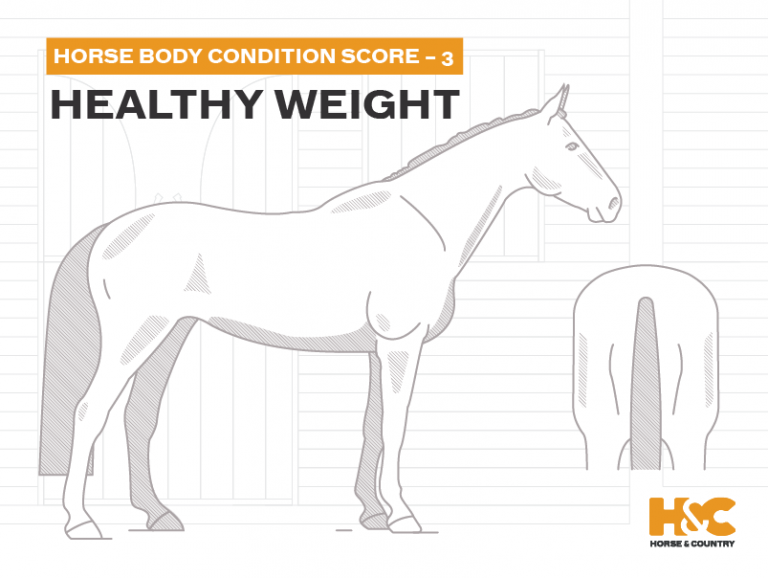 Horse Body Condition Scoring: What is it & how does it work?