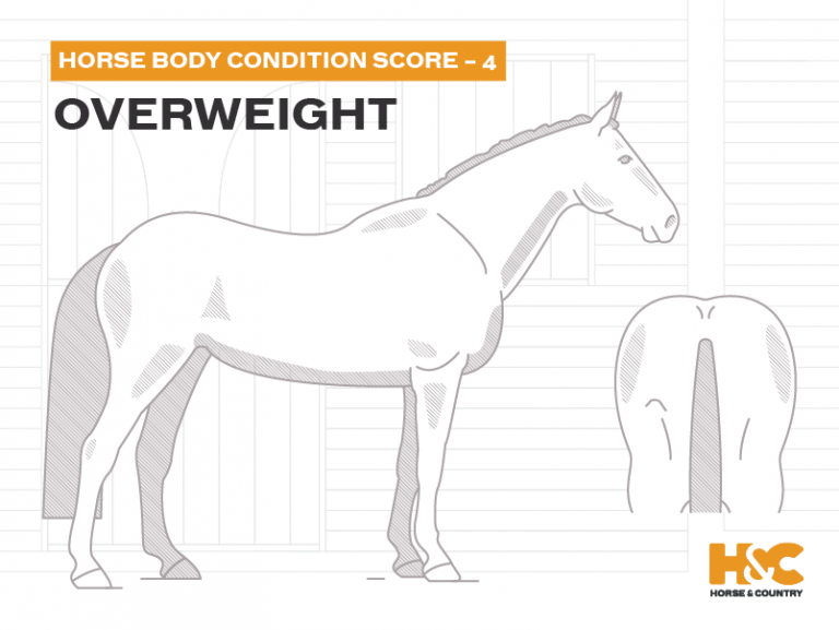 Horse Body Condition Scoring: What is it & how does it work?
