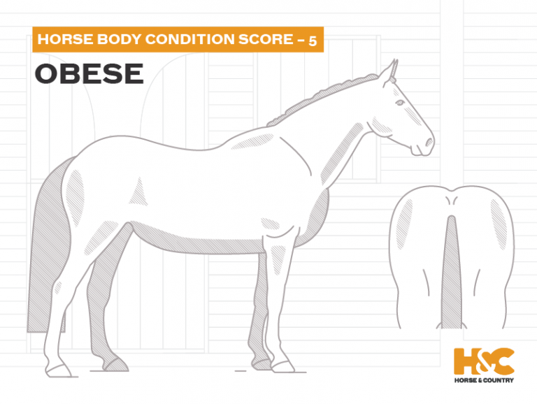 Horse Body Condition Scoring: What is it & how does it work?