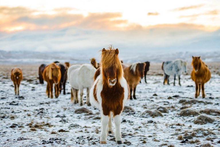 Horse Breeds: A guide to different horse breeds