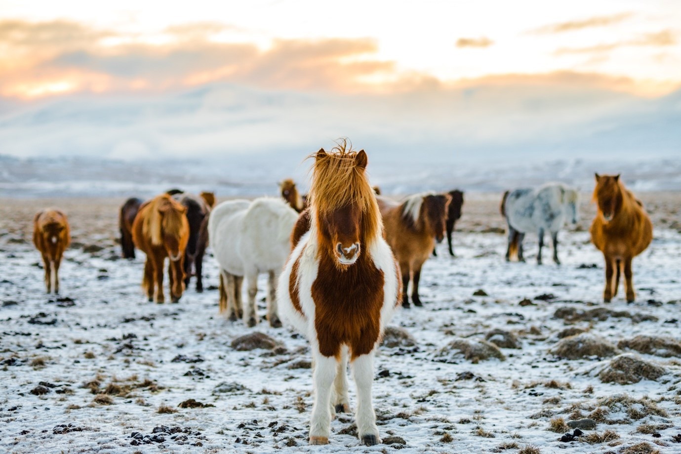 Horse Breeds: A guide to different horse breeds