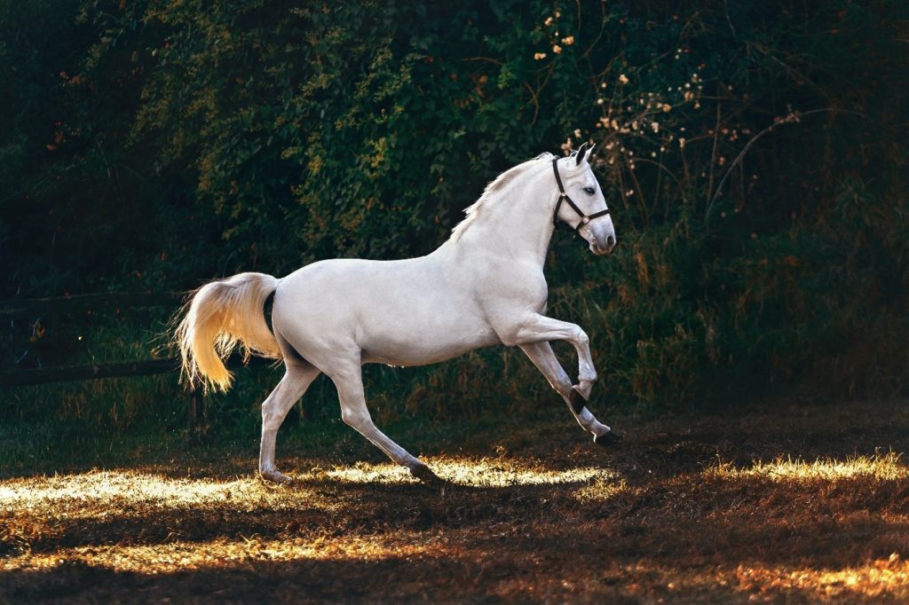 Horse Breeds: A guide to different horse breeds