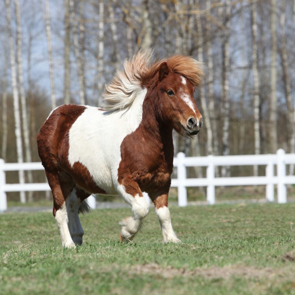 Horse Breeds: A guide to different horse breeds