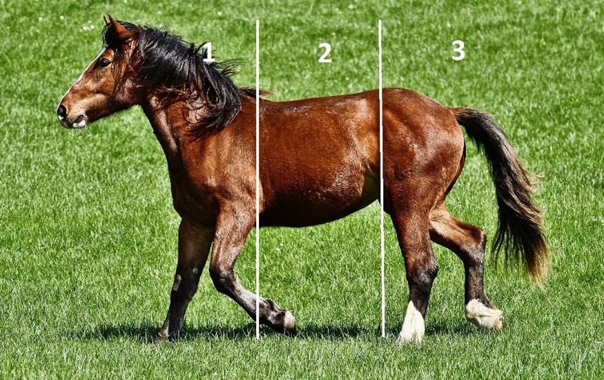 Horse Body Condition Scoring: What is it & how does it work?