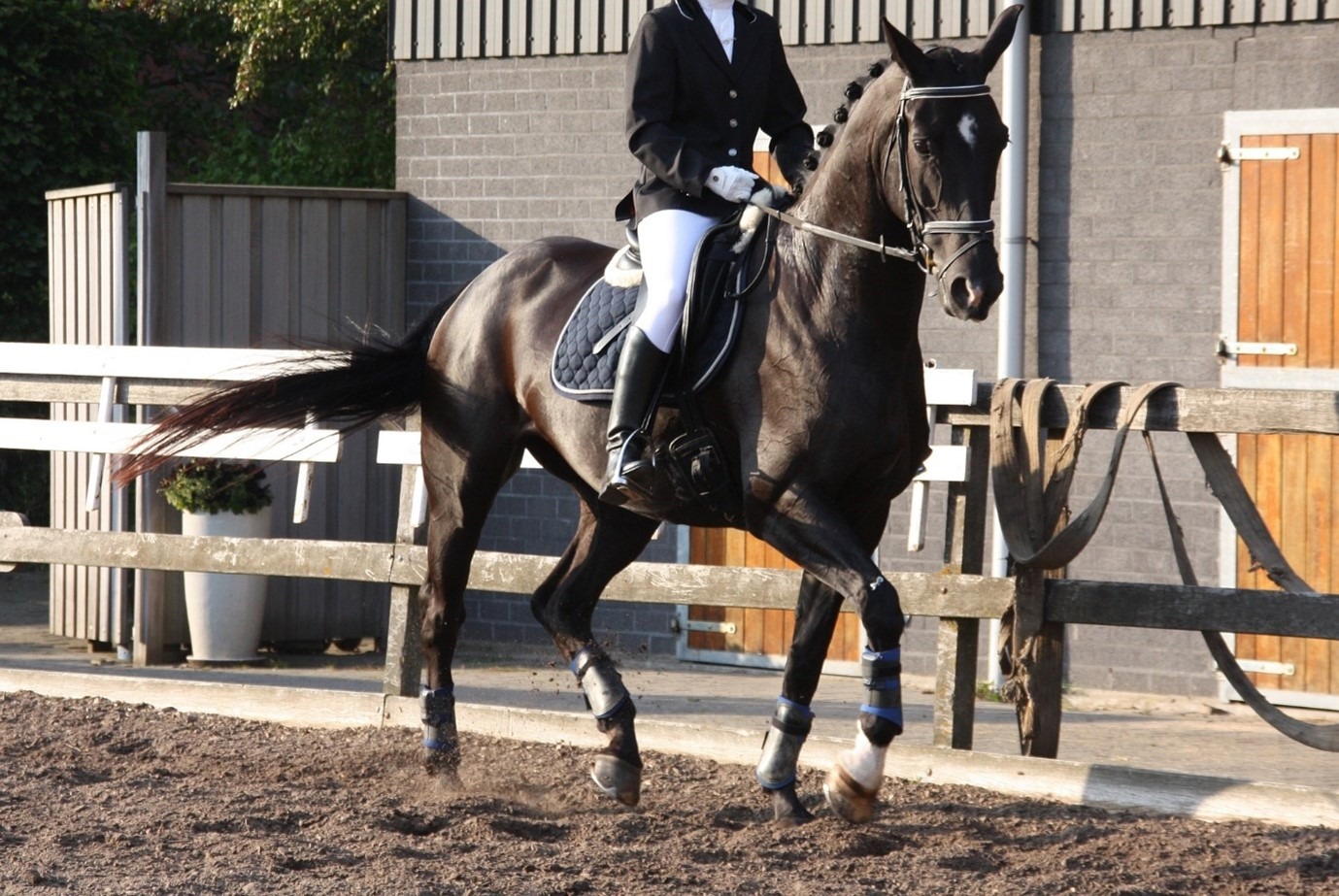 Horse fitness plan: Bringing your horse back into work after a break