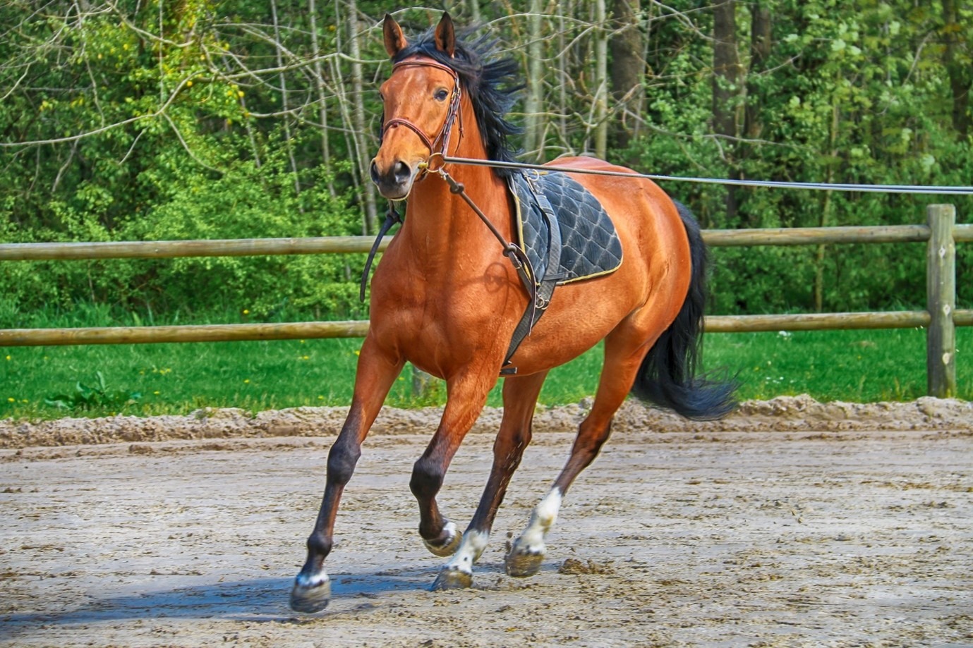 Horse fitness plan: Bringing your horse back into work after a break