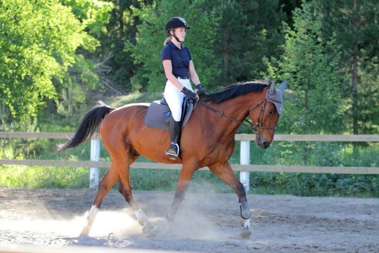 Horse fitness plan: Bringing your horse back into work after a break