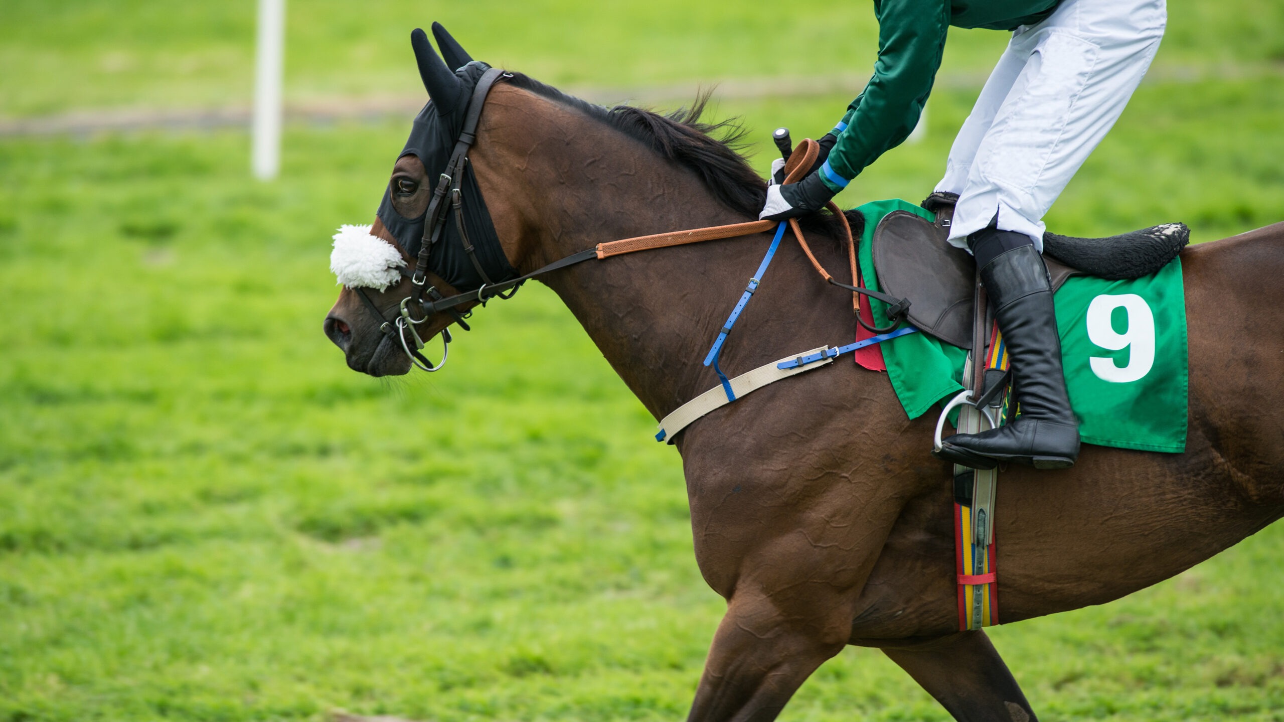 A beginner’s guide to saddles