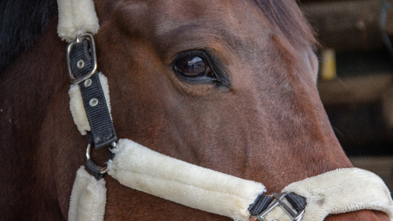 Understanding Your Horse’s Behaviour