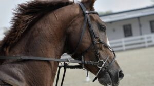 Understanding Your Horse’s Behaviour