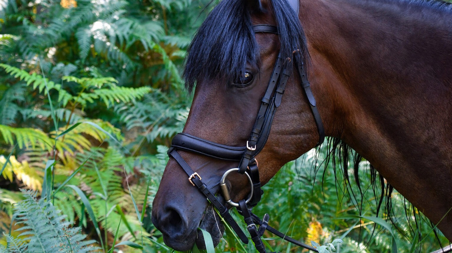 The complete guide to horse bridle types