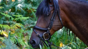 The complete guide to horse bridle types