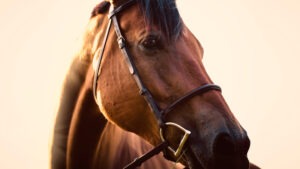 The complete guide to horse bridle types