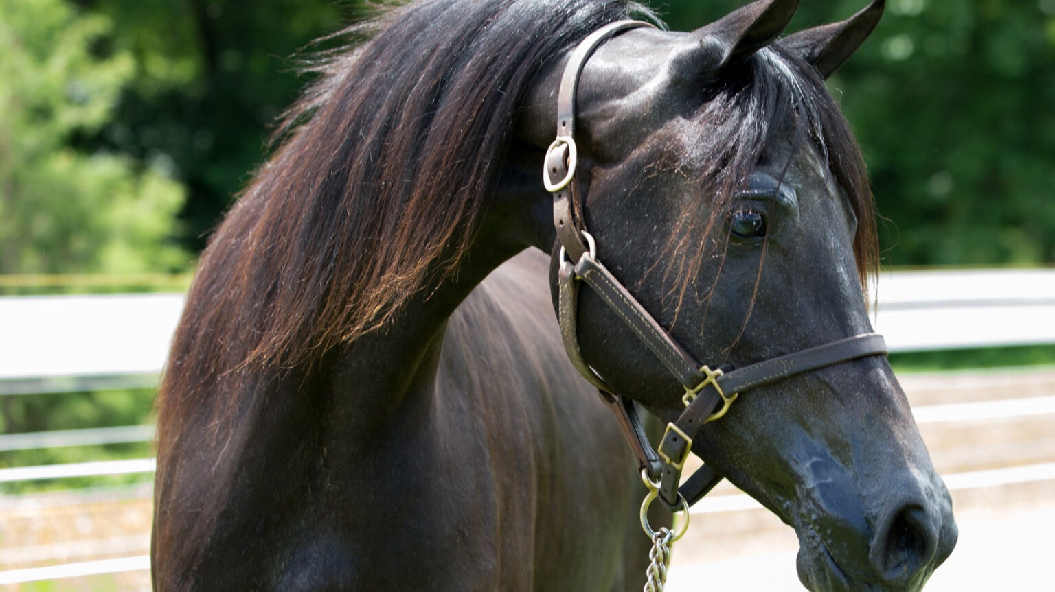 The complete guide to horse bridle types