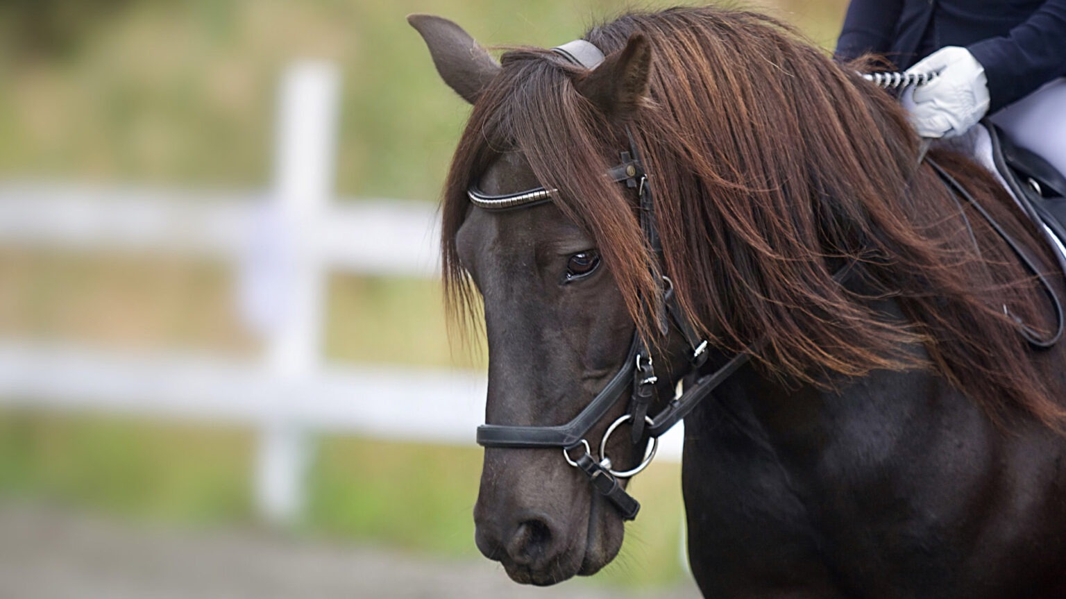 The complete guide to horse bridle types