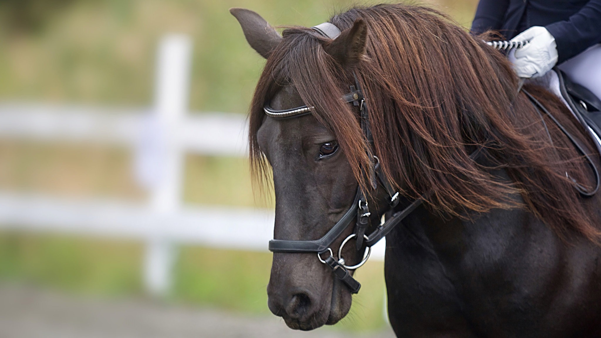 The complete guide to horse bridle types