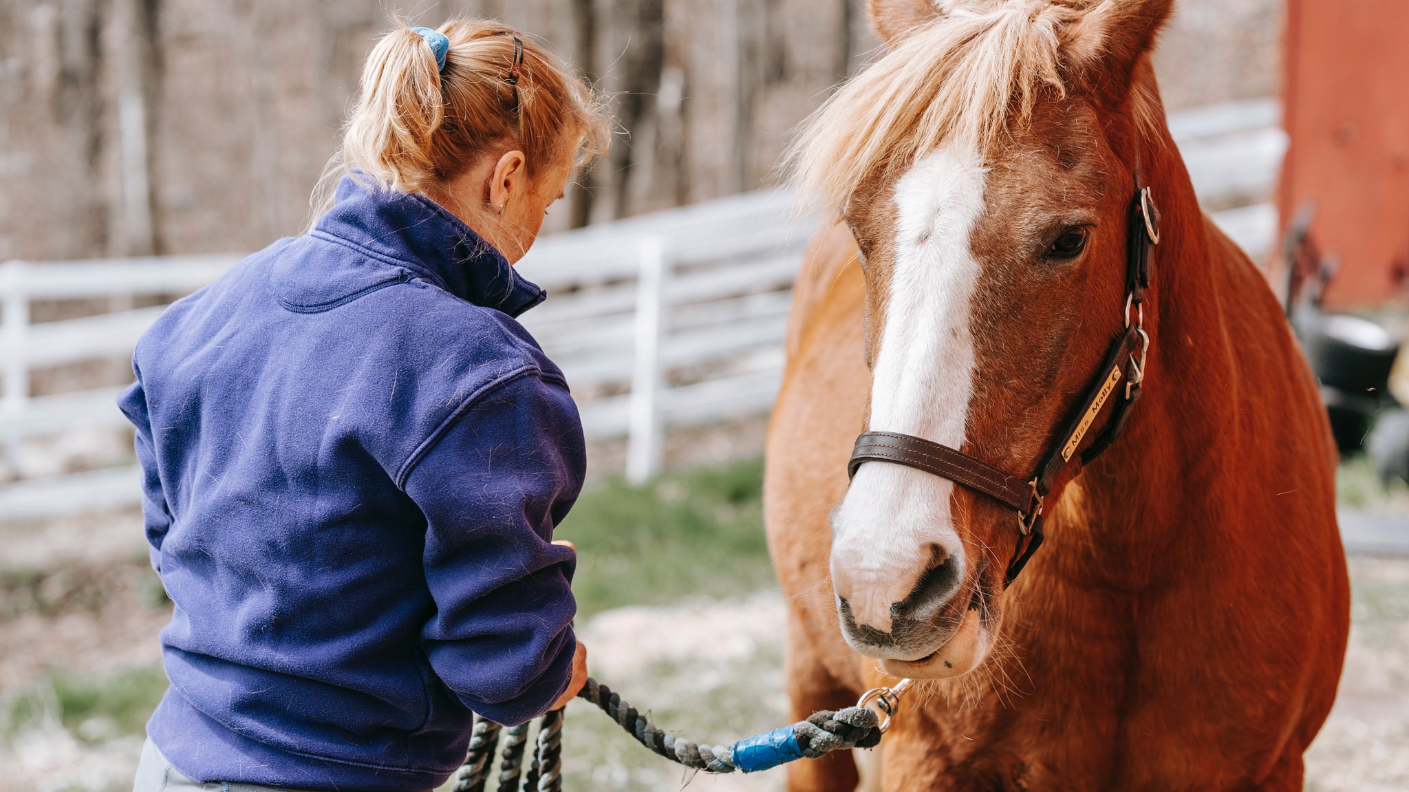 Horse travel tips: Advice for loading & transporting horses