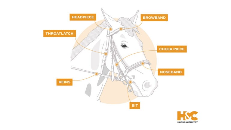 The complete guide to horse bridle types