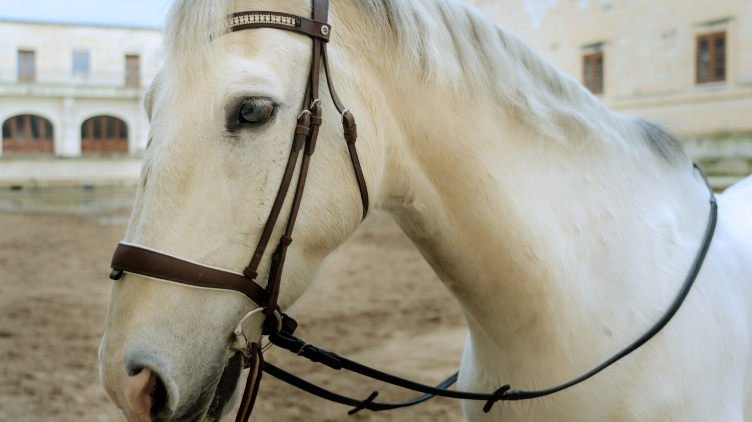 The complete guide to horse bridle types
