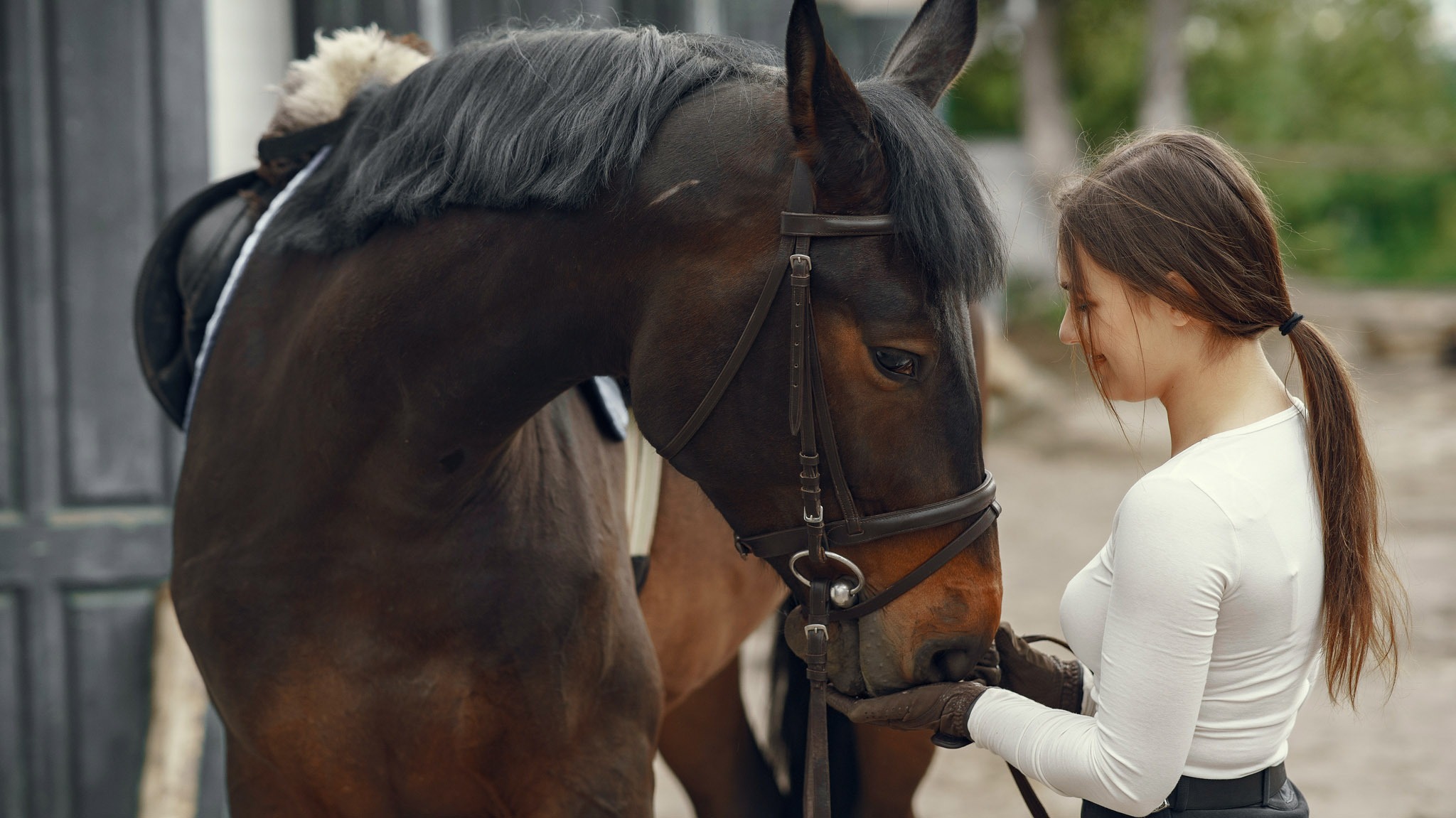 The complete guide to horse bridle types