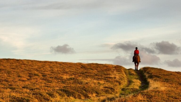 Horse Hacking: What is it, and how to do it safely