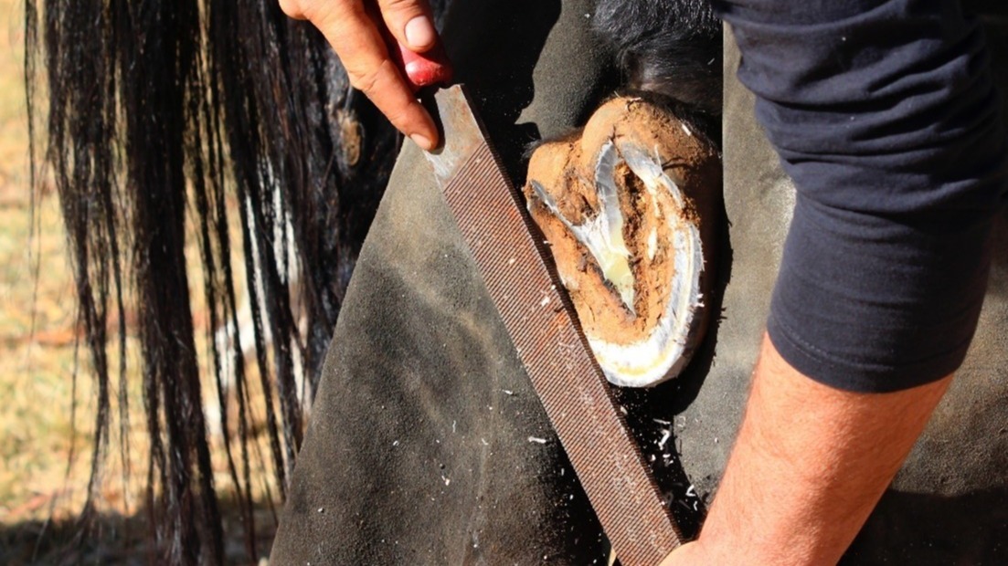 Horse hoof care: Anatomy, cleaning & more