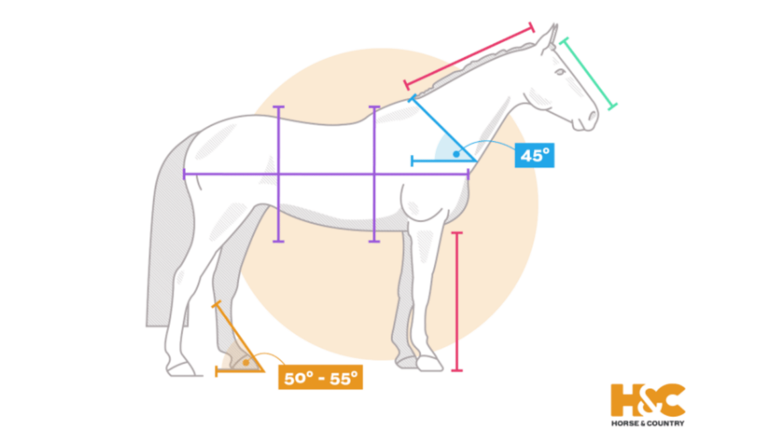 Good Horse Conformation vs Bad